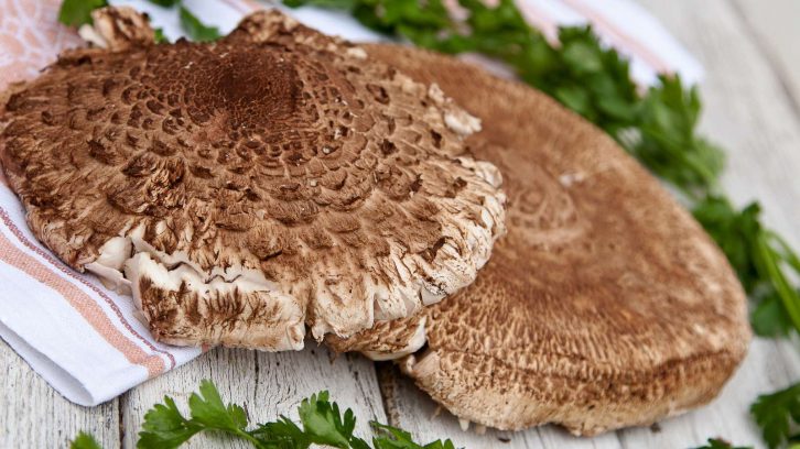 Pilze sind bei Sammlern jetzt heiß begehrt - Leckere Pilzrezepte | evidero