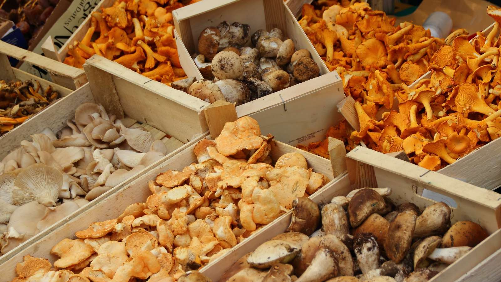 Essbare Pilze erkennen und genießen | evidero