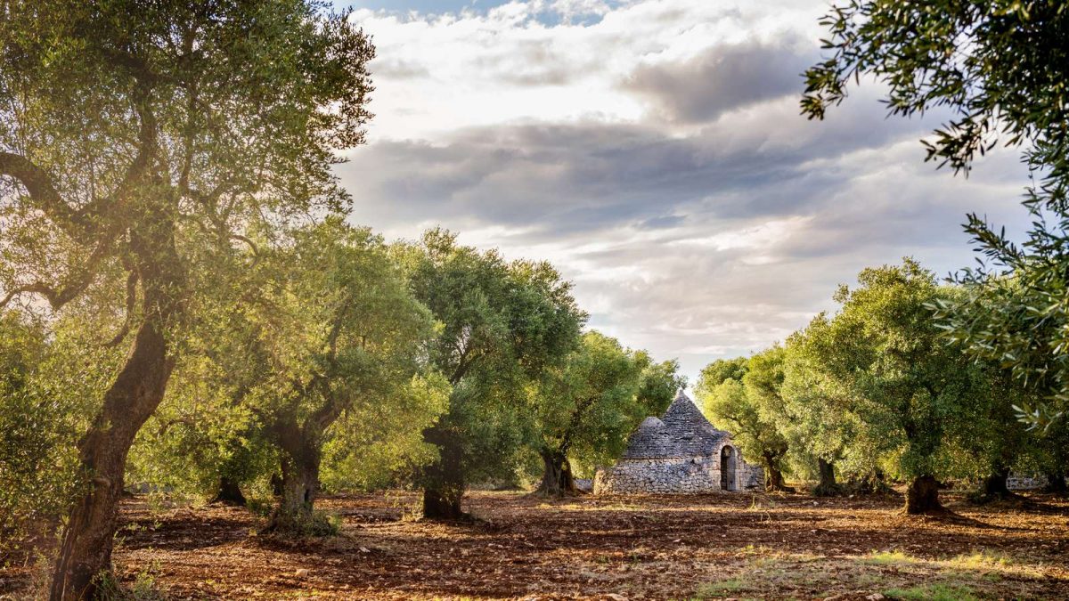 Erlebe die wohltuende Kraft der Olivenbäume | evidero