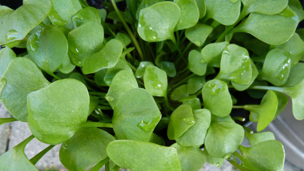 Portulak: wächst wie Unkraut, schmeckt wie eine Delikatesse | evidero